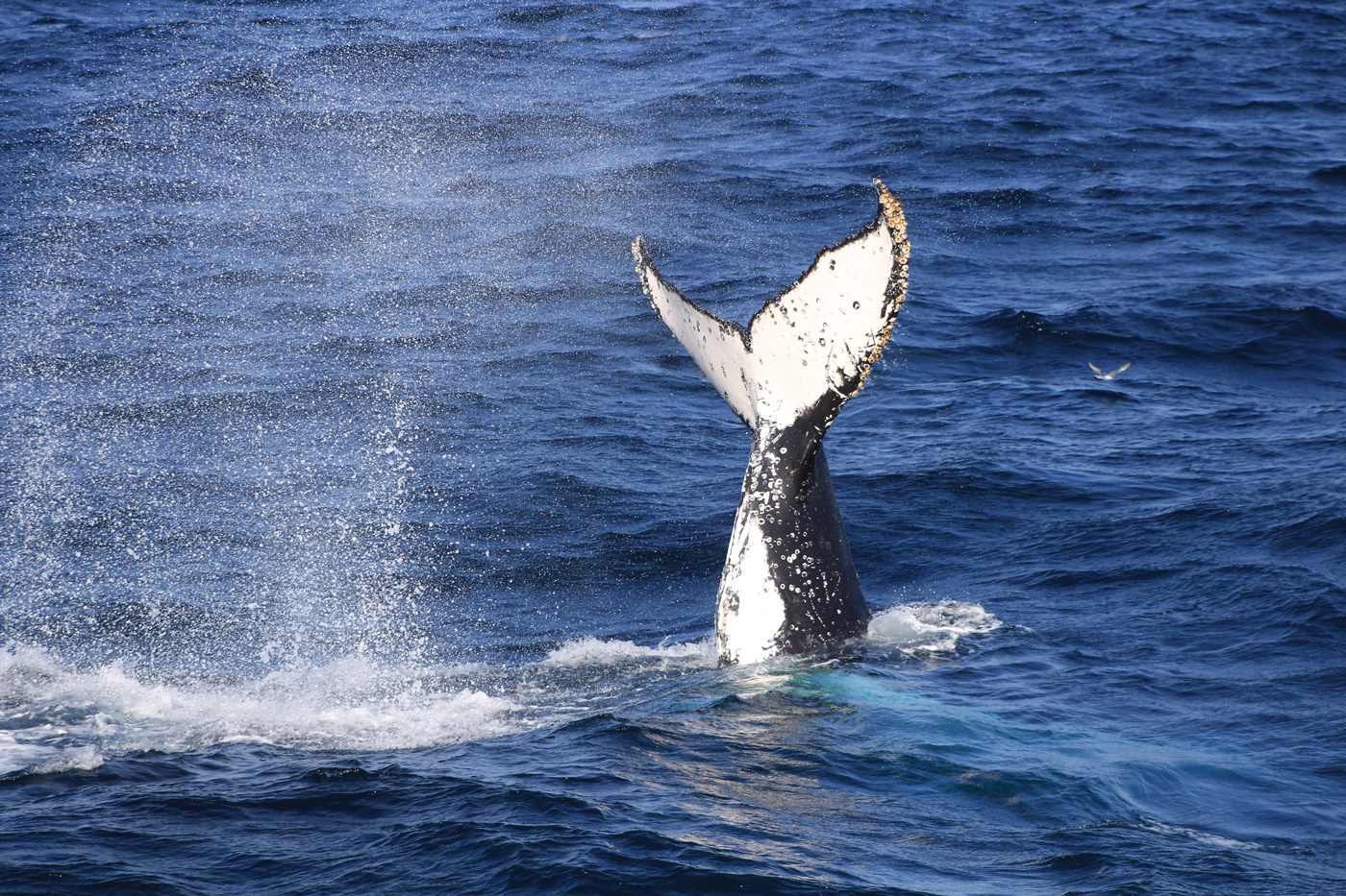 Wonderful Whales | Fantasea Cruising