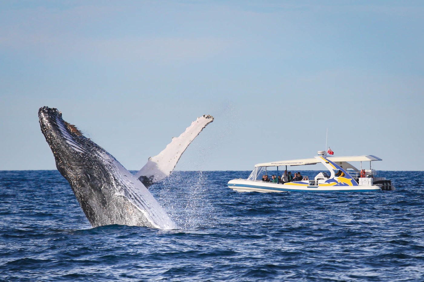 2.5hr Adventure Whale Watching Cruise Cruise | Fantasea Cruising