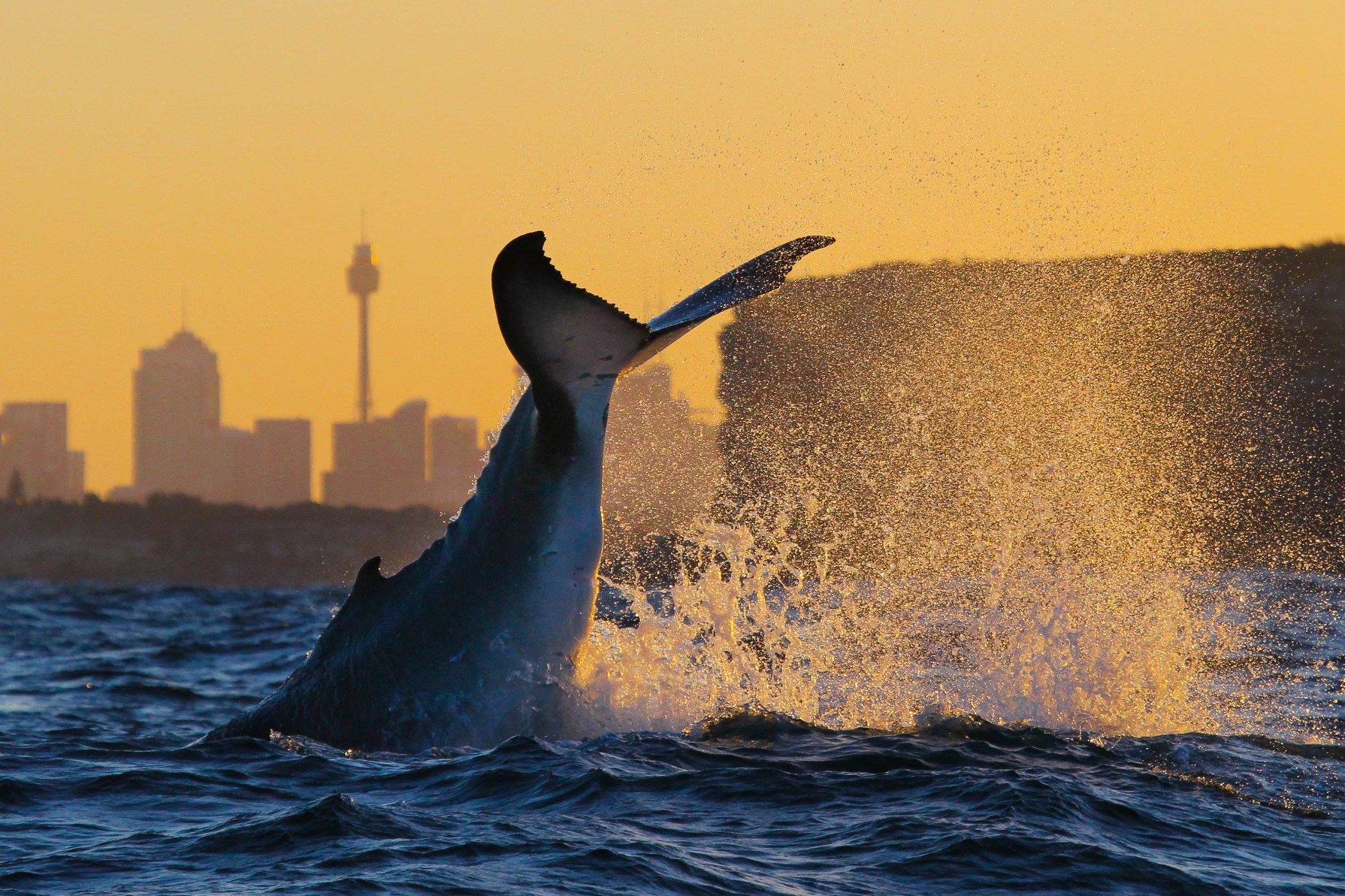 Sunset Whale Watching Cruise | Fantasea Cruising